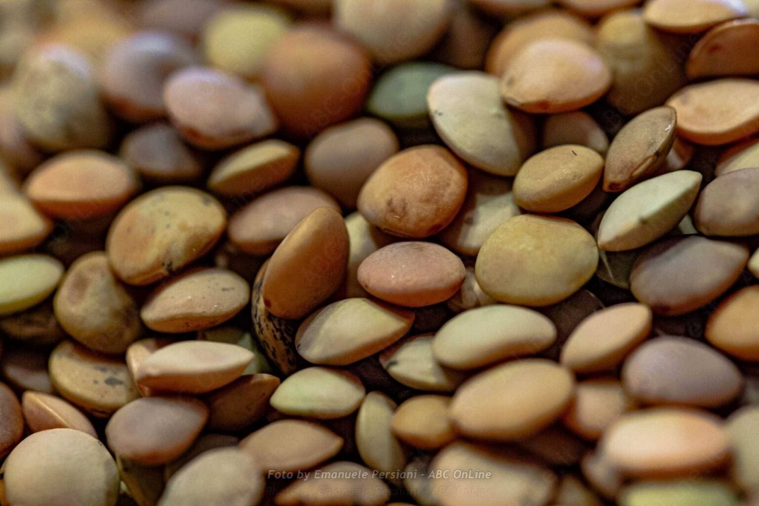 Le Lenticchie di Castelluccio di Norcia IGP tutti i produttori